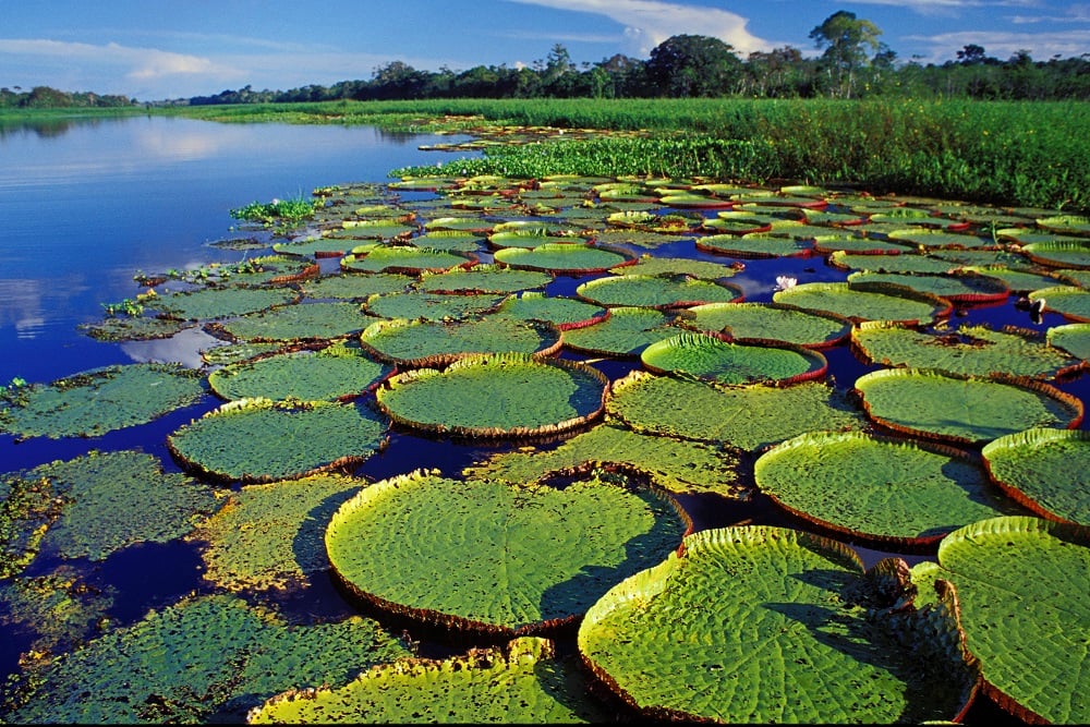Sailing Down the Amazon | Amazon River Boat Trip | Lightfoot Travel