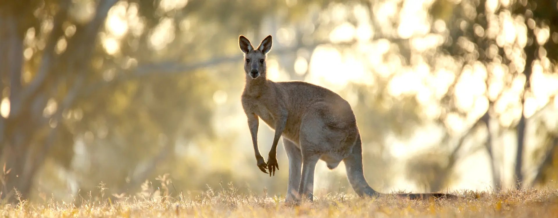 7 Animals Only Found in Australia | What to See in Australia ...