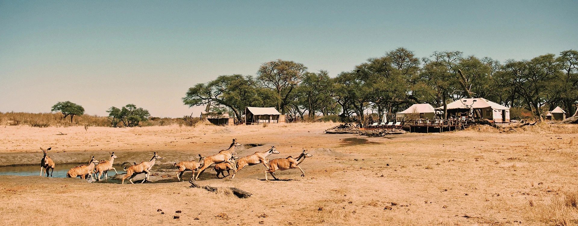 Somalisa Camp | Luxury Camp in Hwange National Park | Lightfoot Travel