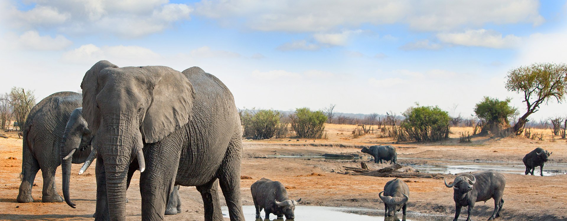 Hwange National Park Luxury Tours & Lodges | Zimbabwe Safaris ...