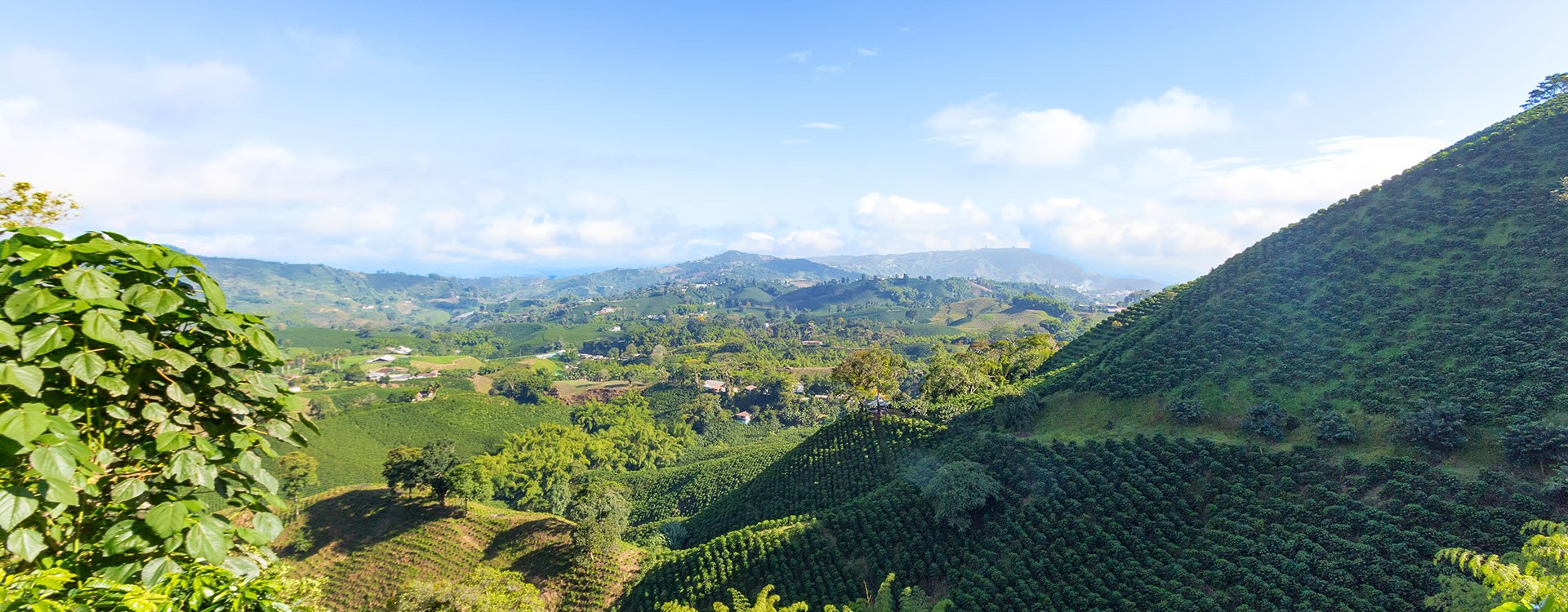 Colombia's Coffee Triangle | Colombia Culture Trips | Lightfoot Travel