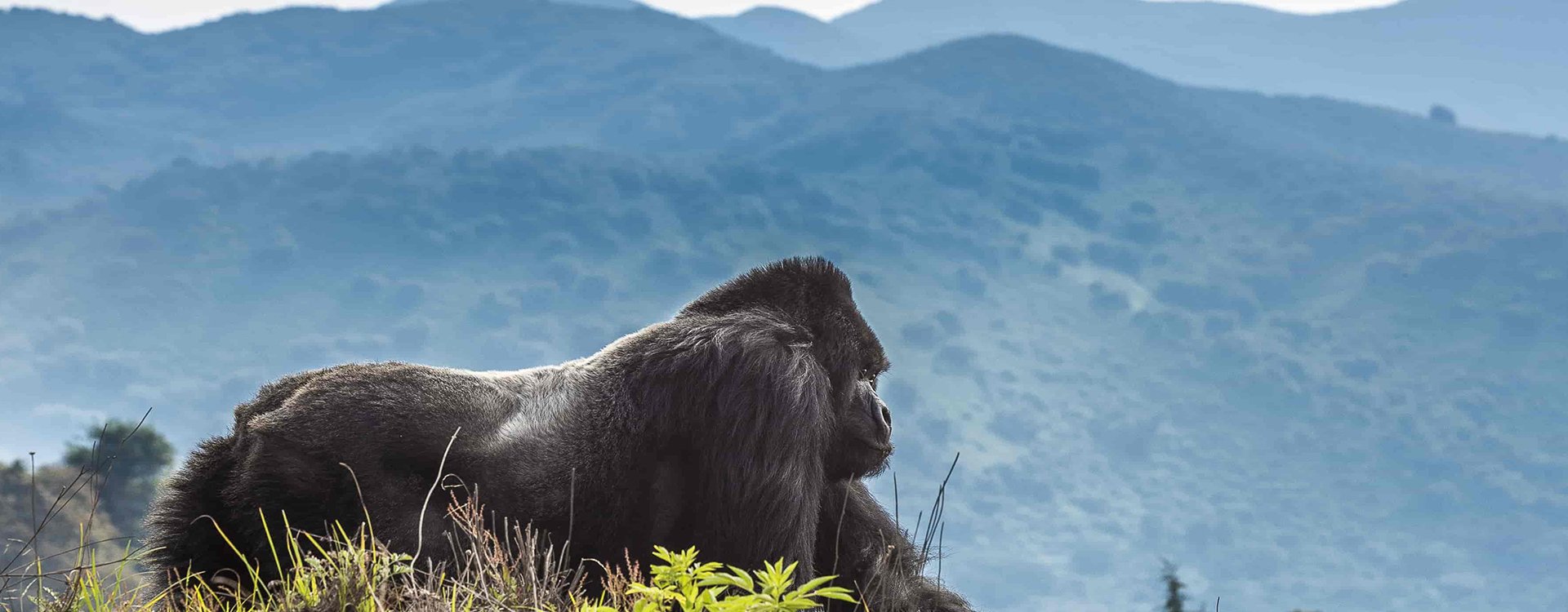 Volcanoes National Park Rwanda | Rwanda Eco & Wildlife Tours ...
