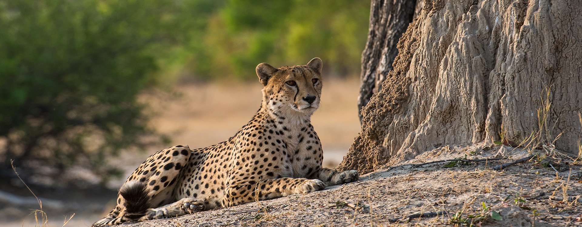 Hwange National Park Luxury Tours & Lodges | Zimbabwe Safaris ...