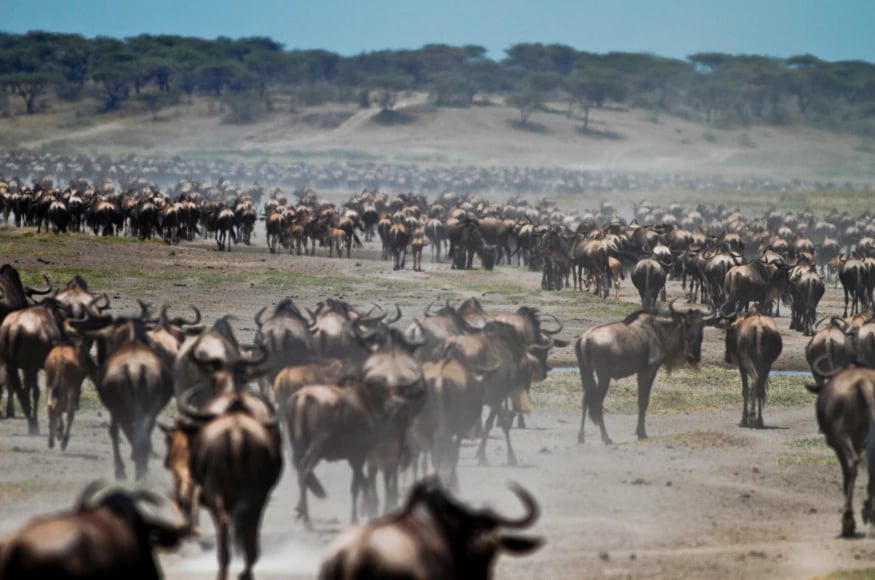 Witnessing the Great Wildebeest Migration | Luxury Africa Safari