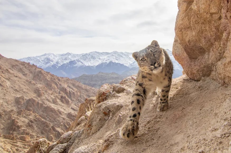 himalayan snow leopard