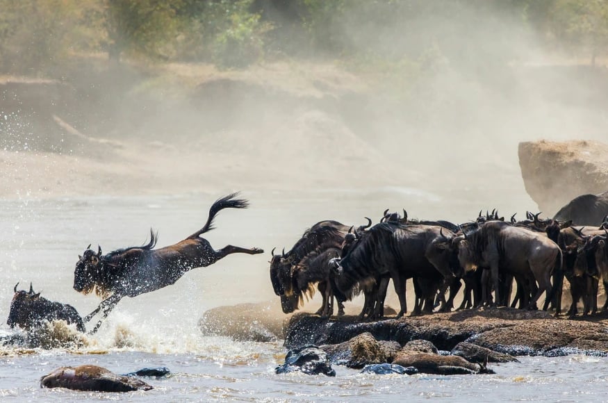 Unpacking the Great Migration | Safari Stories | Travel by Lightfoot